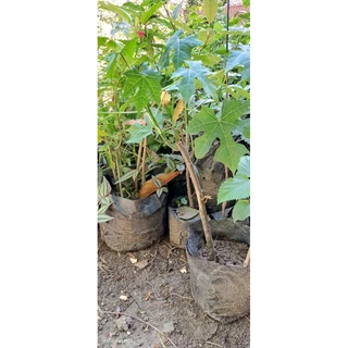 Jual Daun Gedi Terlengkap & Harga Terbaru Juli 2024 | Shopee Indonesia
