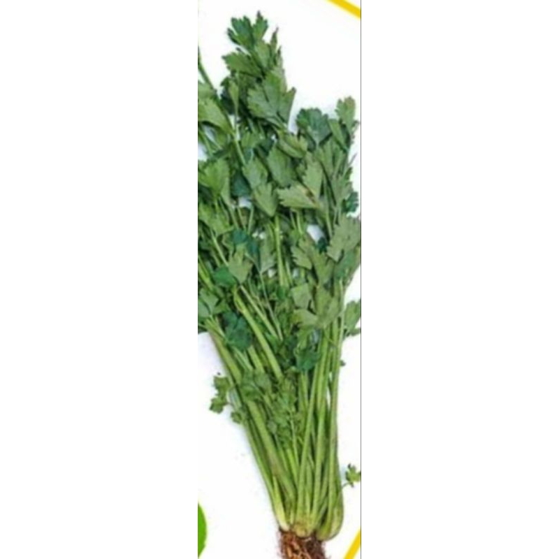 Jual daun saledri / daun SOP | Shopee Indonesia