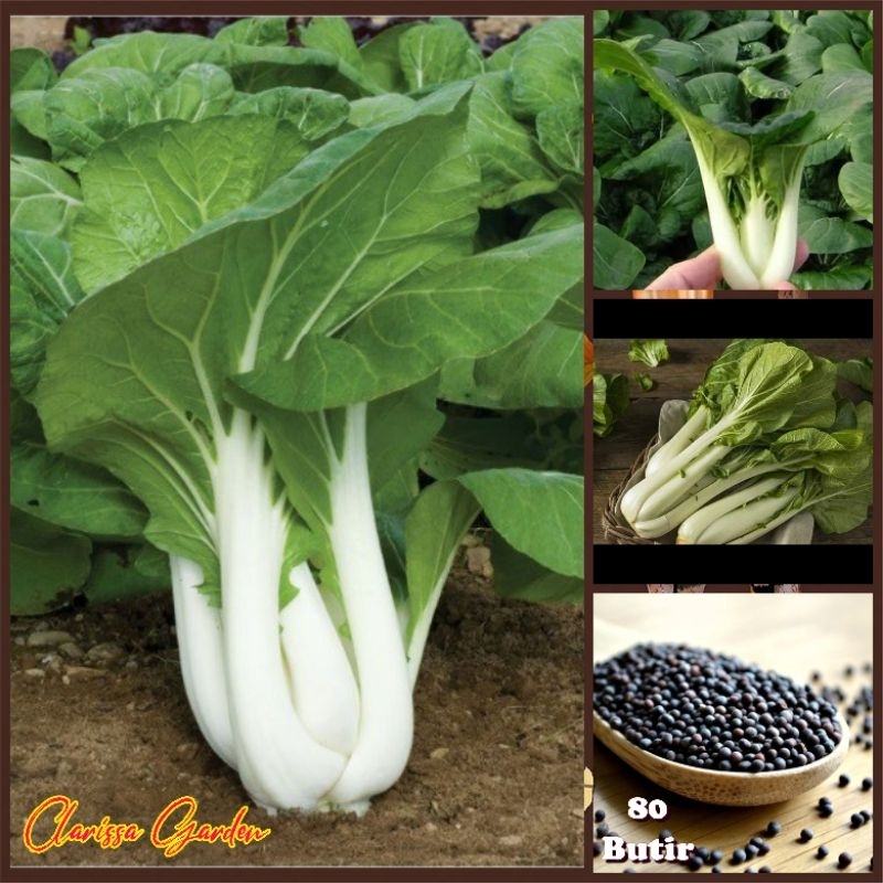 Jual 80 BUTIR BIJI/BENIH SAWI PAKCOY WHITE STEAM | Shopee Indonesia