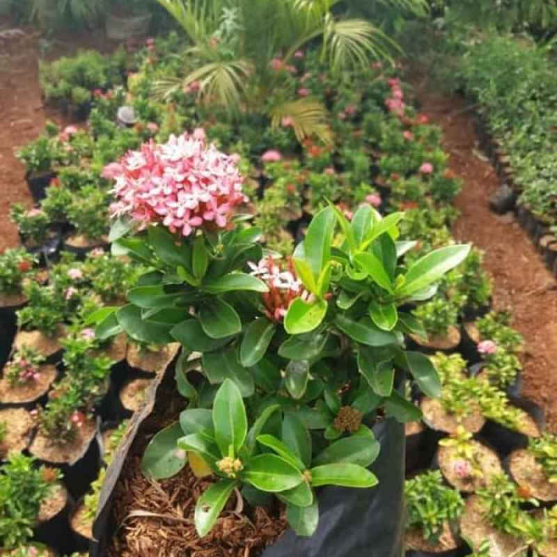 Jual Paket 5 pohon tanaman hias asoka jabon - soka mini - soka putih ...
