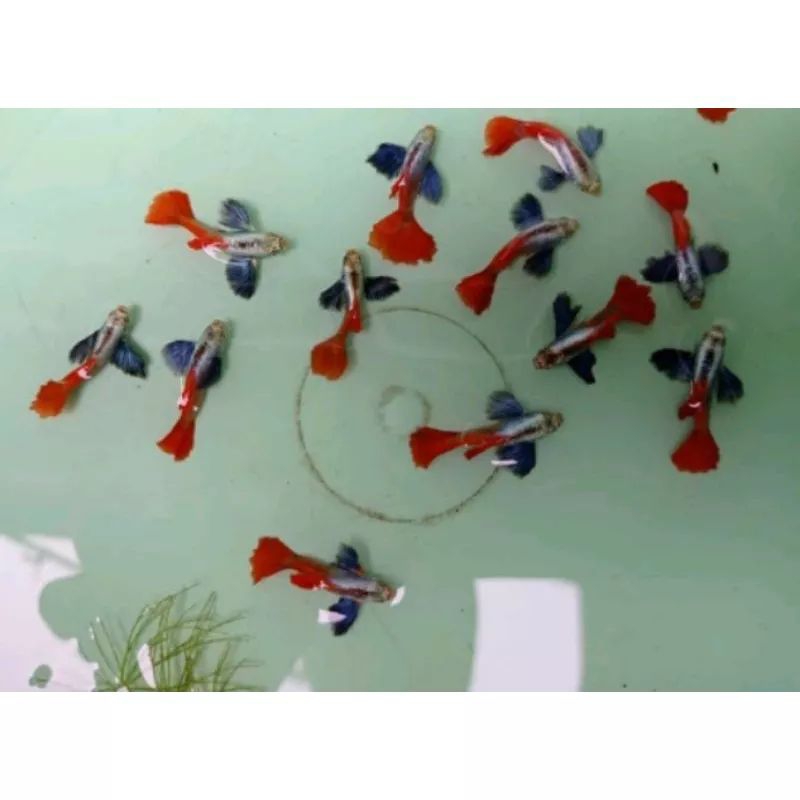 Jual guppy platinum red tail dumbo ear (prtde) | Shopee Indonesia