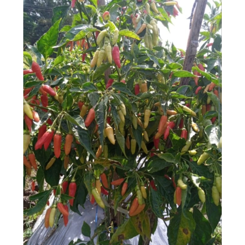 Jual BENIH CABE PRENTUL GENERASI TERBARU BUAH BERGEROMBOL TAHAN VIRUS ...