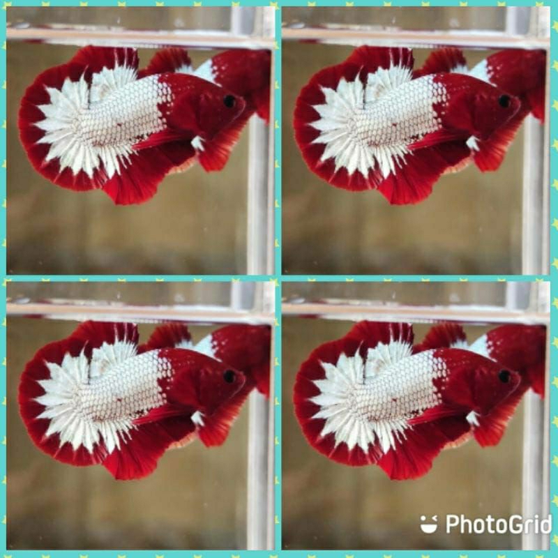 Jual TERBATAS!!!PLAKAT FCCP JANTAN&BETINA | Shopee Indonesia