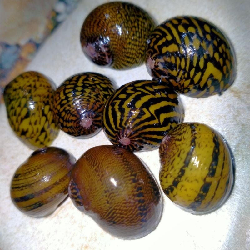 Jual batik macan Daon.order 10 free 1pcs | Shopee Indonesia