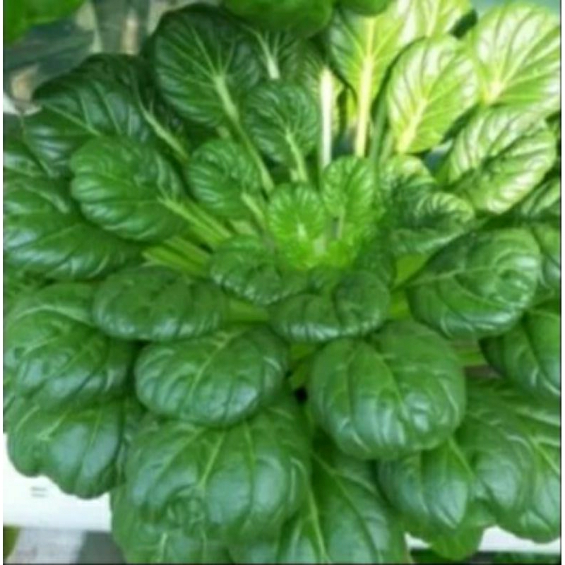 Jual 25 biji benih sayur sawi pagoda atau ta ke chai | Shopee Indonesia