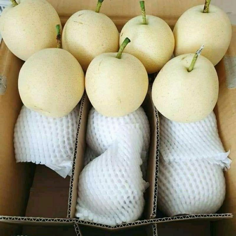 Jual Pir madu / pir century _ 1kg | Shopee Indonesia