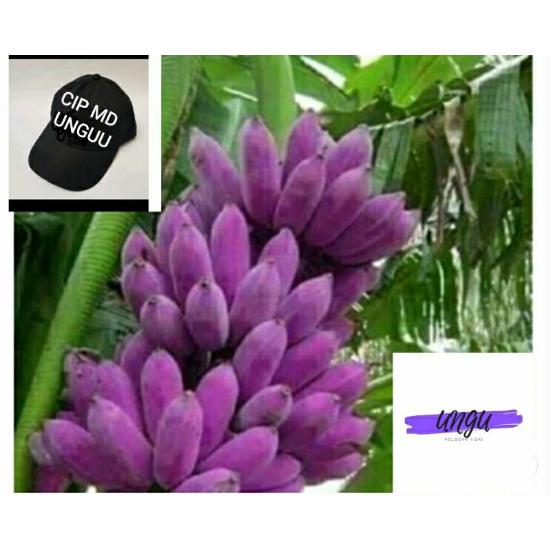 Jual pisang MD premium Biji Benih Pisang Ungu / Biji Pisang / Pisang ...