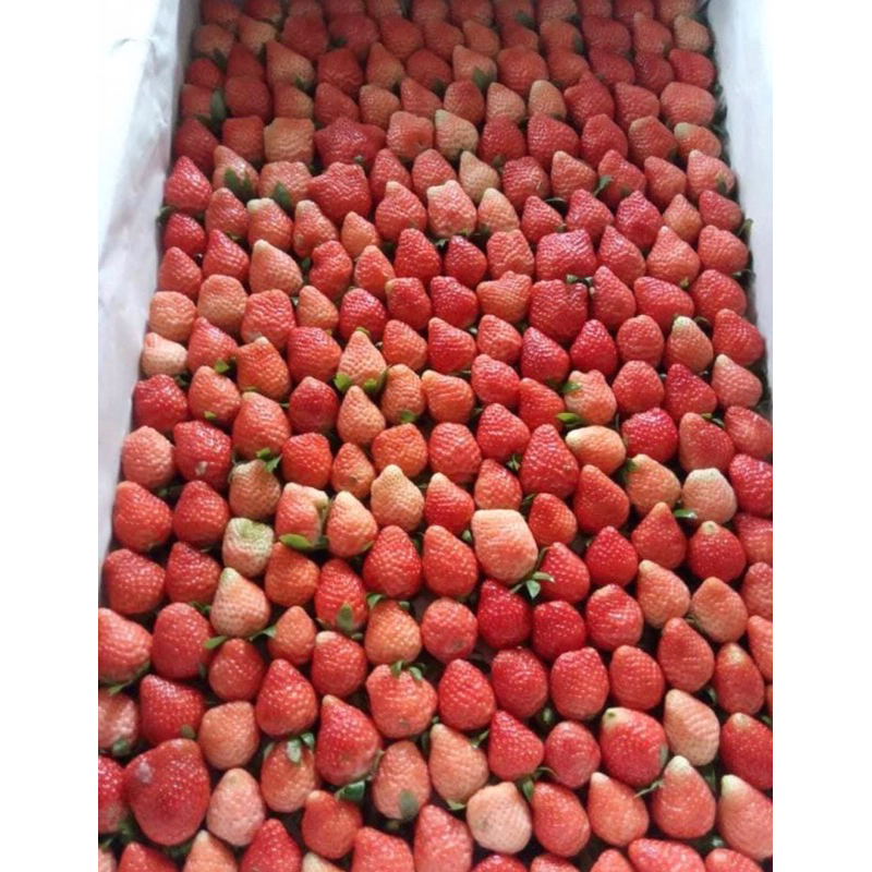 Jual Strawberry Ukuran SUPER fresh 1kg | Shopee Indonesia