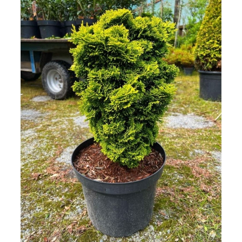 Jual Bonsai Hinoki Cypress Golden daun Micro -Tinggi Rimbun besar siap ...