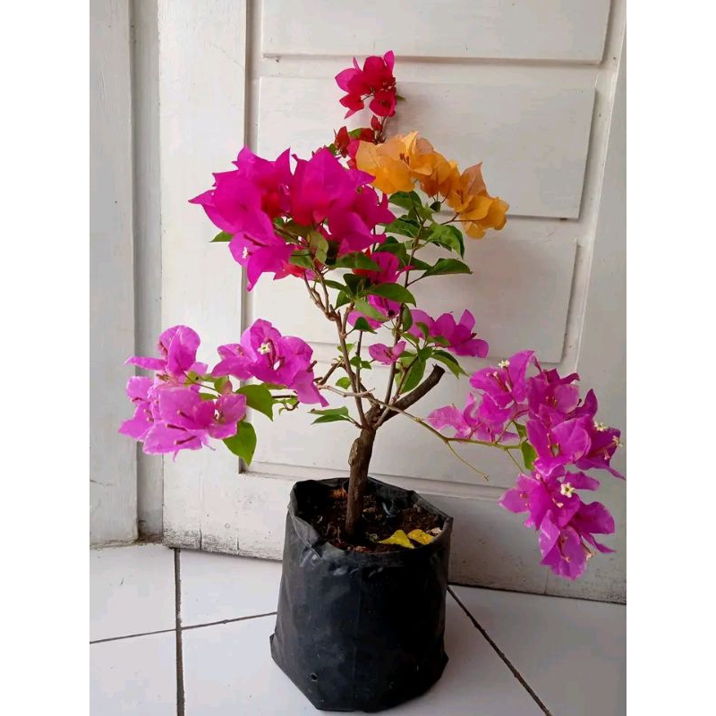 Jual NEW!!TANAMAN HIAS BUGENVIL BUNGA KERTAS 3 WARNA//Bougenville ...