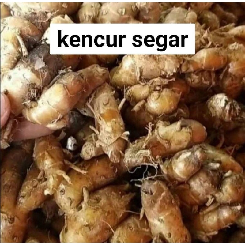 Jual Kencur Cikur Tua Segar Fresh Bersih 1/2 Kg | Shopee Indonesia