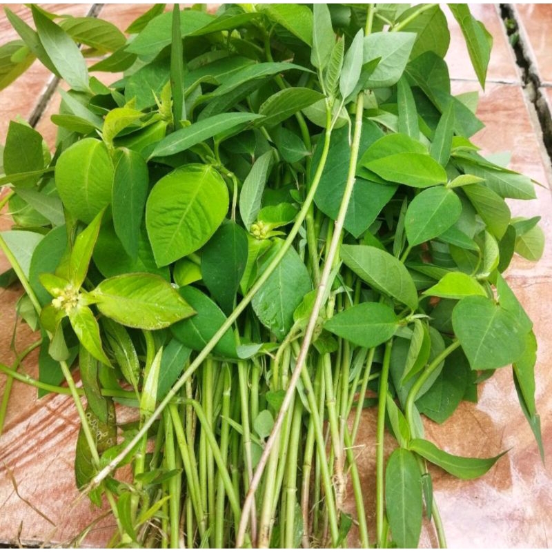 Jual jual daun sena kate mas atau patik mas segar 500gram | Shopee ...