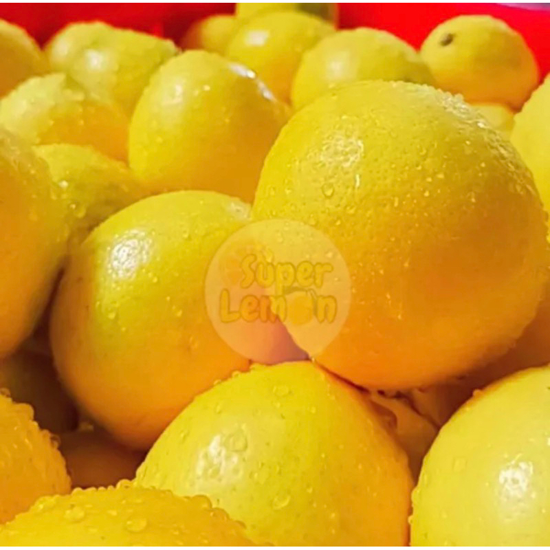 Jual jeruk lemon california 500 gram | Shopee Indonesia