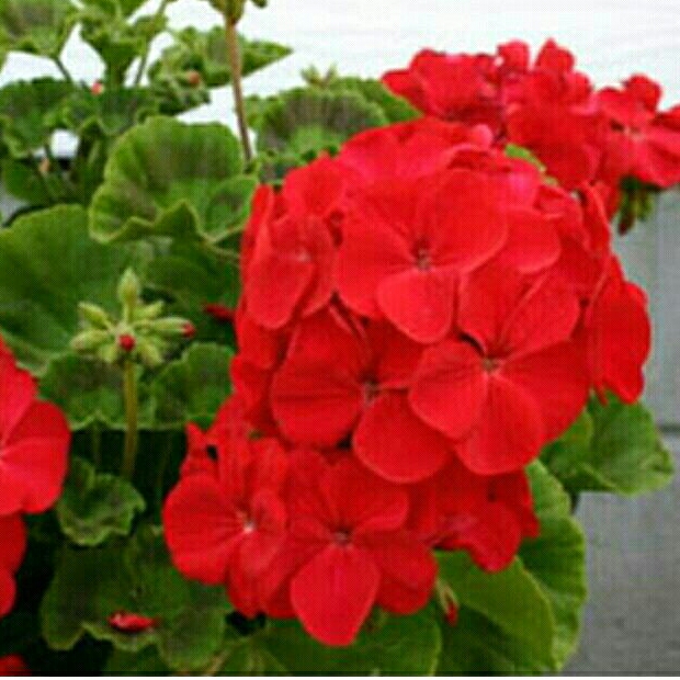 Jual Tanaman Bunga Geranium Merah | Shopee Indonesia