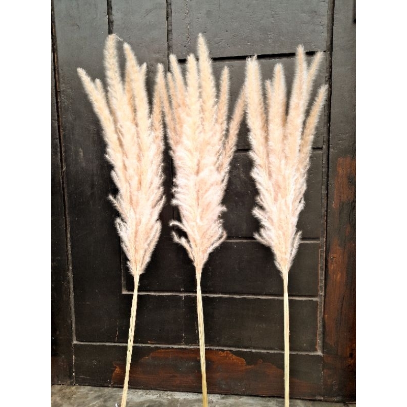 Jual dried bunga ekor tupai bunga alang alang super | Shopee Indonesia