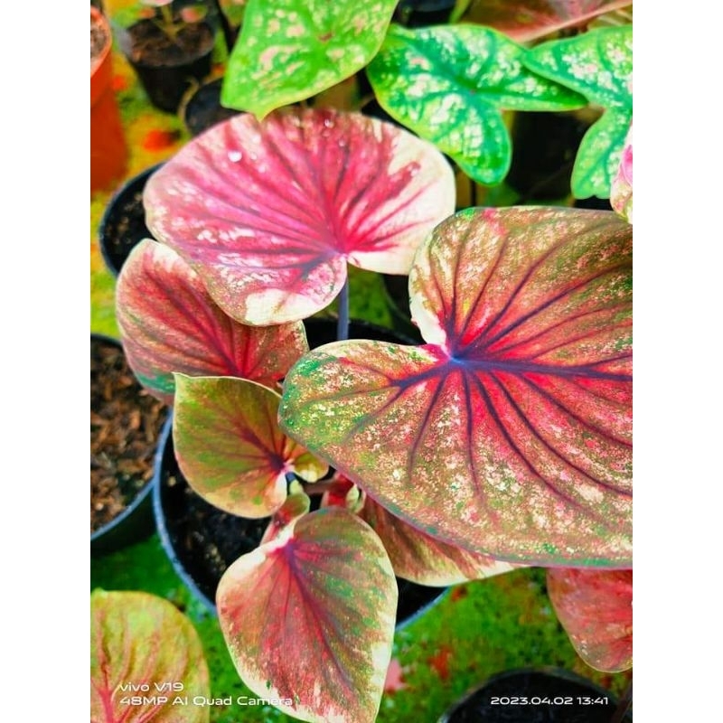 Jual KELADI VAR ( CALADIUM HYBRID ) | Shopee Indonesia