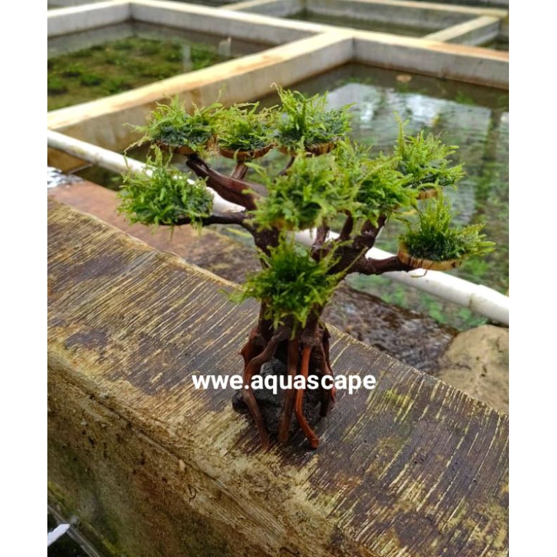 Jual Pohon Bonsai Mini Aquascape Shopee Indonesia