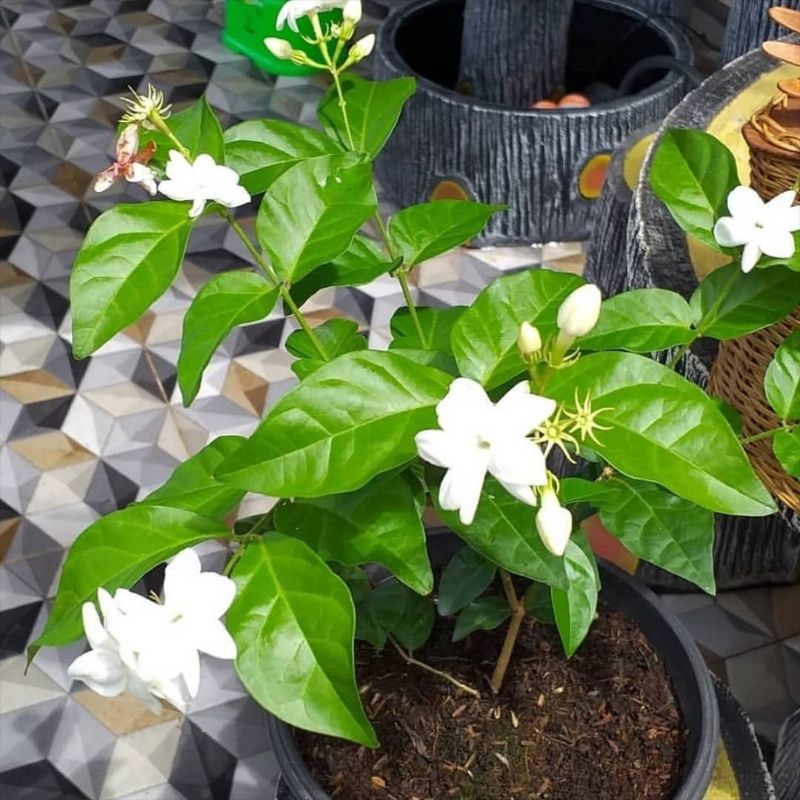Jual Bibit melati kampung tanaman melati / pohon melati kampung cantik ...