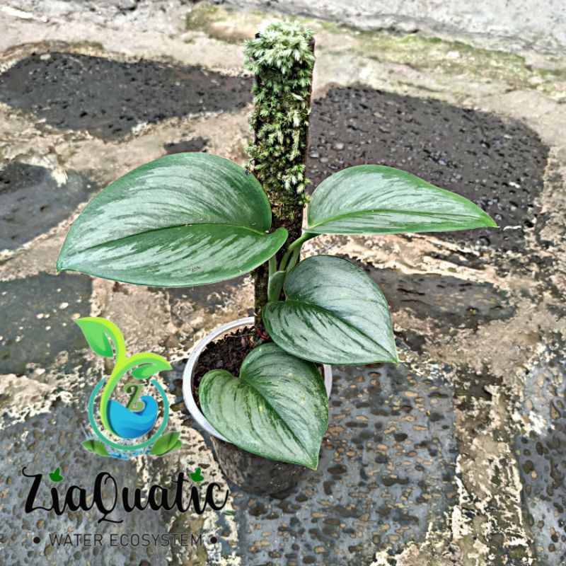 Jual Scindapsus Treubii "Moonlight" - Tanaman Hias Rambat Paludarium ...