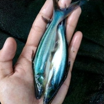 Jual Bibit Ikan Patin Size 13-15cm | Shopee Indonesia