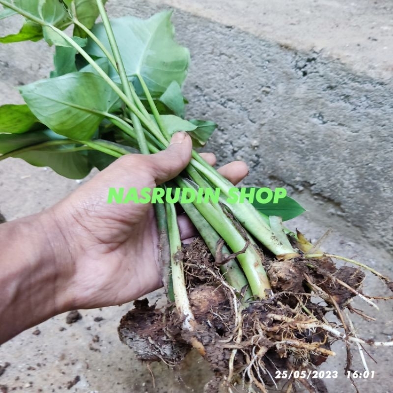 Jual BIBIT TALAS BENENG MURAH UKURAN KECIL PERPOHON / TALAS BANTEN ...