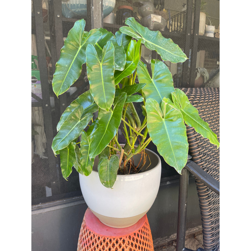 Jual Philodendron burle-marxii - Tanaman Hias philo Brekele - Burle ...