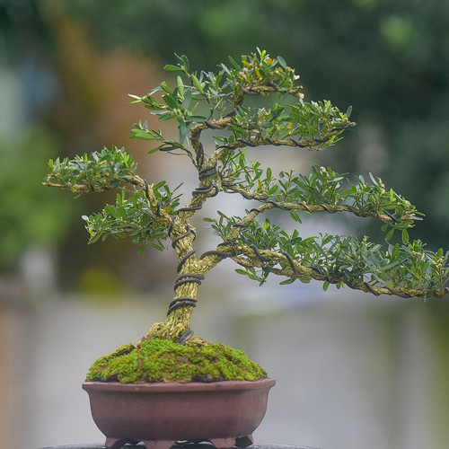 Jual tanaman bonsai mini boxus,micro,mirten (bahan unggul & sudah jadi ...