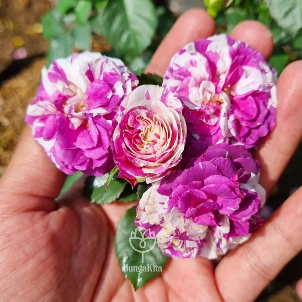 Jual BUNGA MAWAR IMPORT SCENTED JEWELS UKURAN DEWASA | Shopee Indonesia