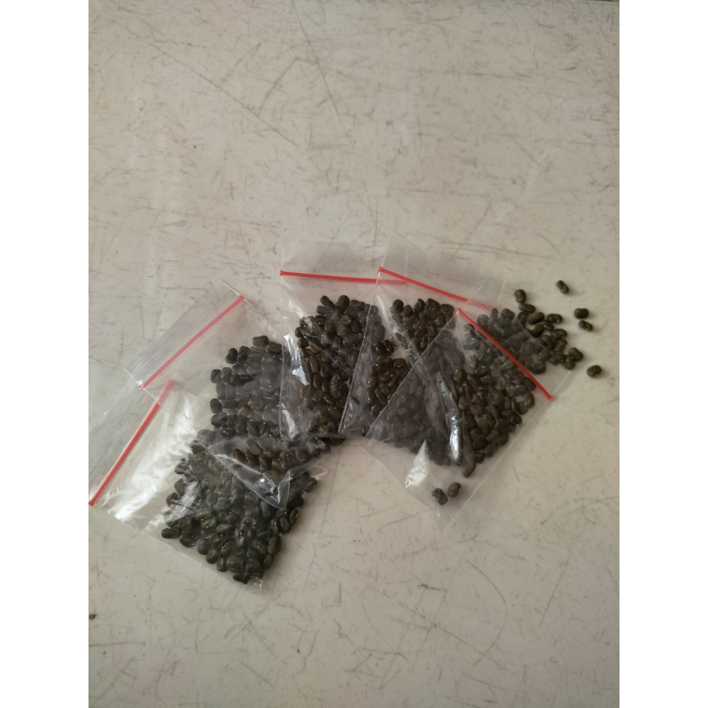 Jual Biji Benih Bunga Telang 100 pcs | Shopee Indonesia