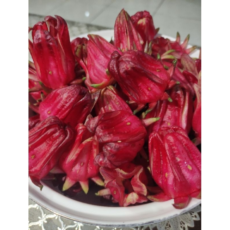 Jual Bunga Rosella| Bunga Rosella Merah | Rosella Merah | Rosella ...