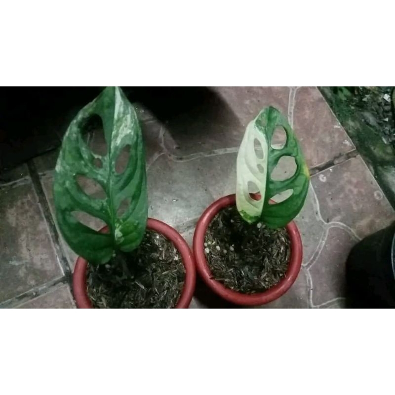 Jual Monstera Adansoni Variegata Putih / Janbol variegata putih ...