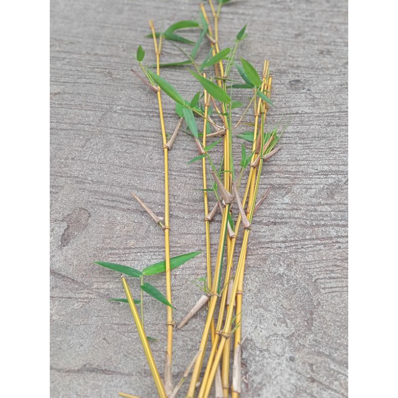 Jual Stek batang bambu Haur kuning | Shopee Indonesia