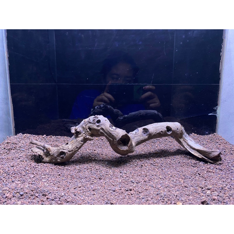 Jual kayu santigi akar santigi sentigi aquascape chana paludarium ...