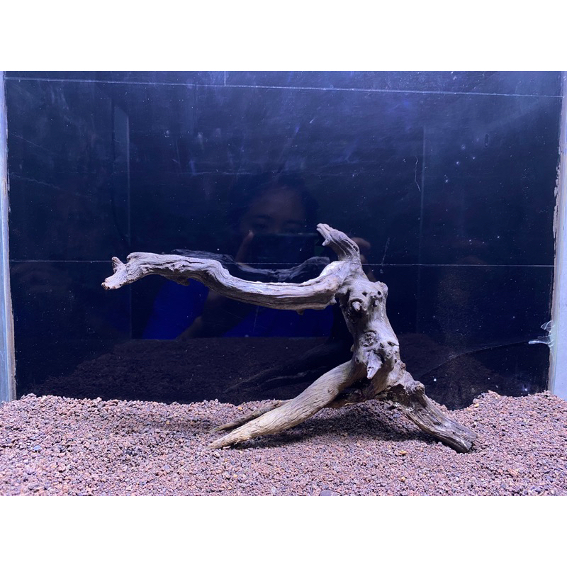 Jual kayu santigi akar santigi sentigi aquascape chana paludarium ...