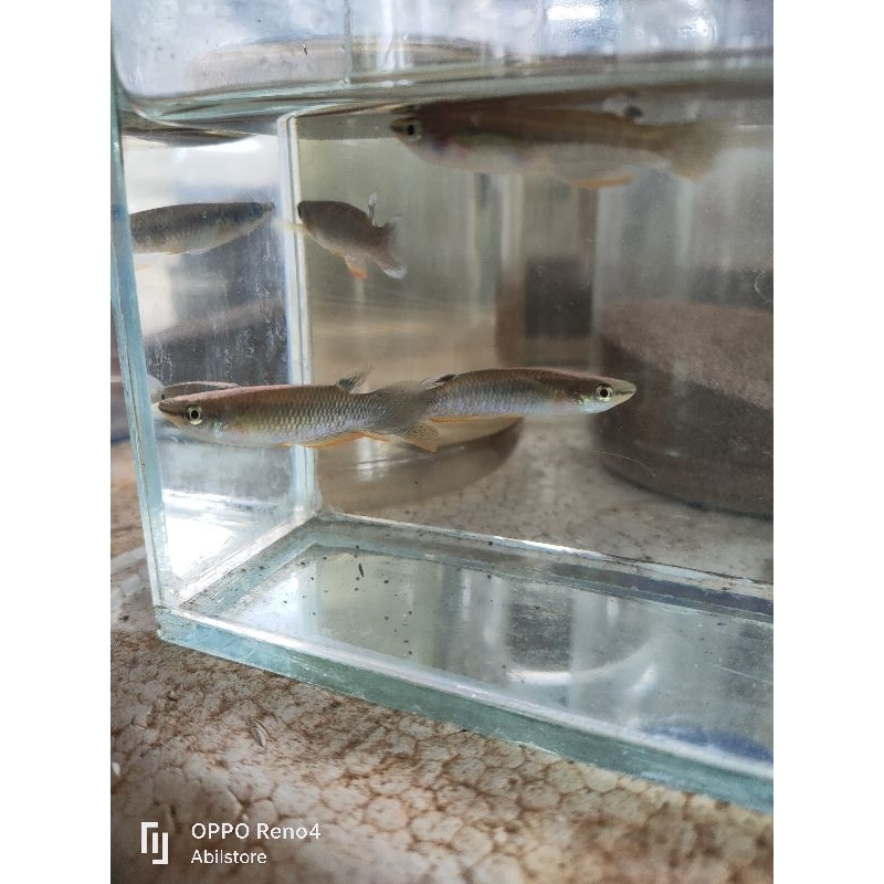 Jual Ikan Kepala Timah | Shopee Indonesia