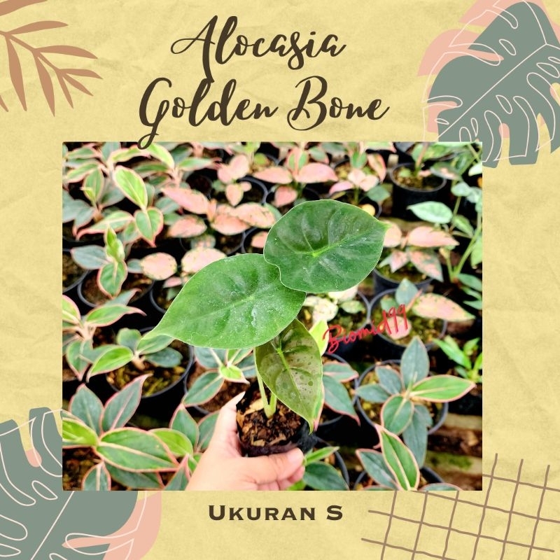 Jual Tanaman hias Alokasia | Alocasia Golden Bone | Ukuran S | Shopee ...