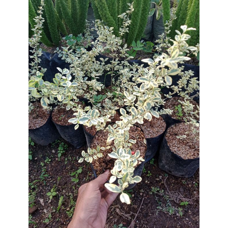 Jual Tanaman legistrum varigata | Shopee Indonesia
