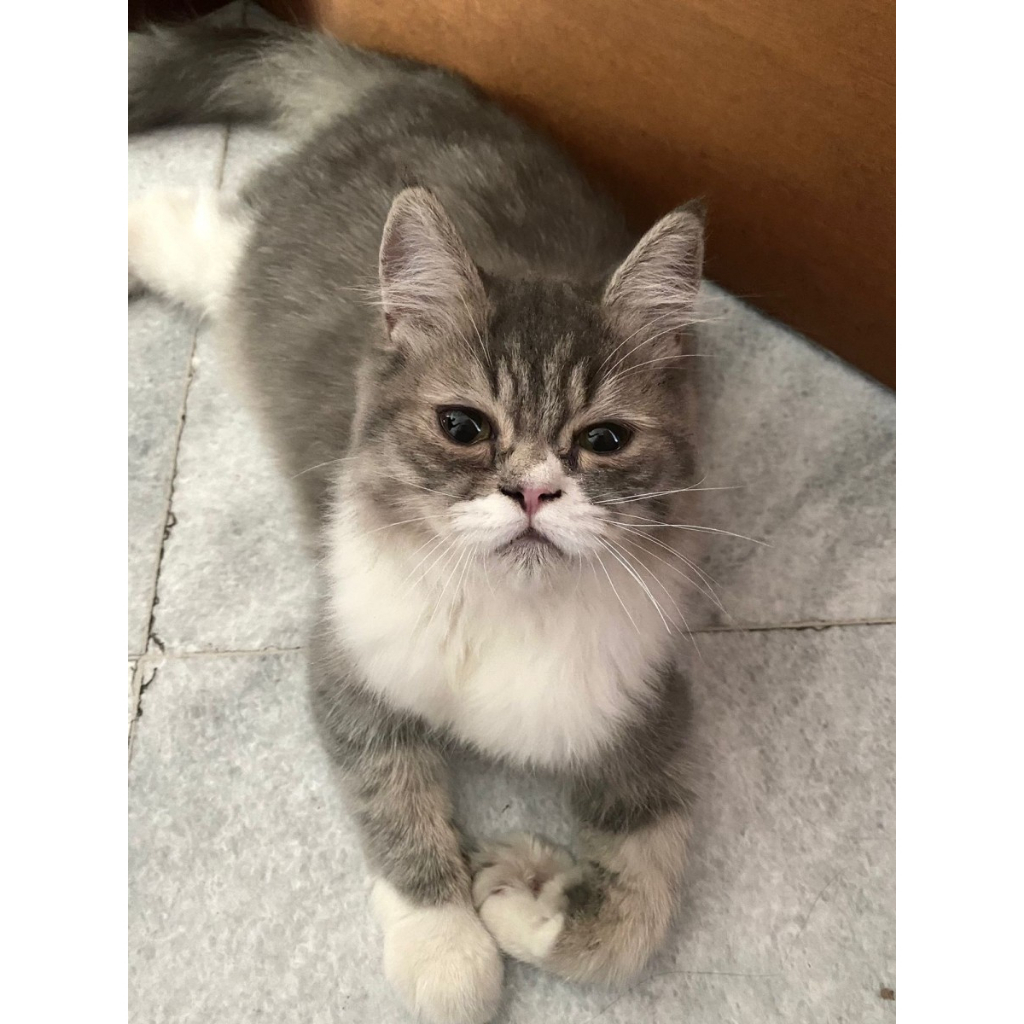 Jual Jual Peliharaan Kucing Ras Persia Mix Garfield Kitten Exotic ...