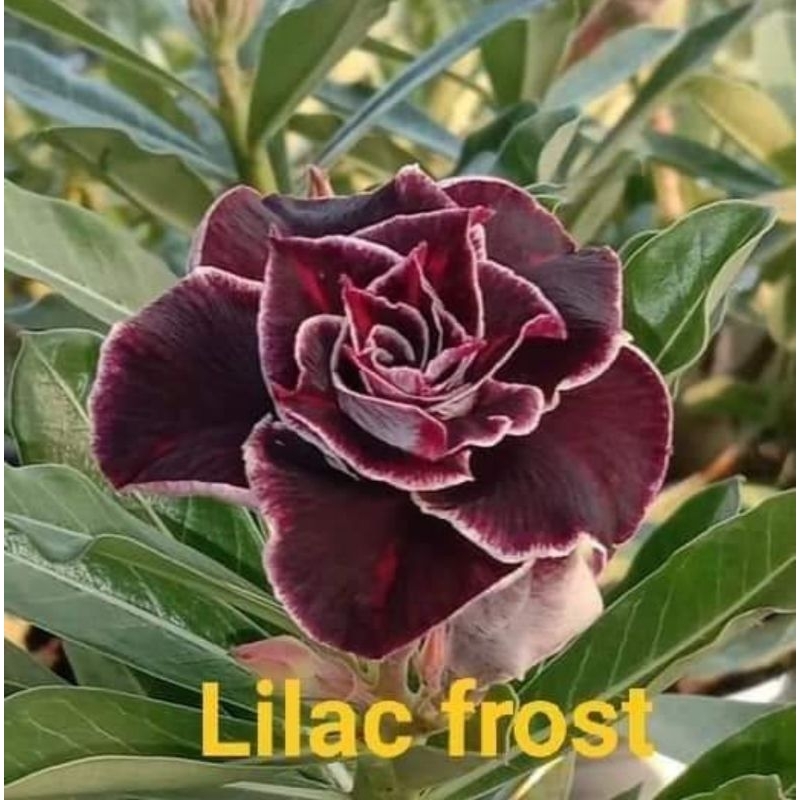 Jual ADENIUM LILAC FROST | Shopee Indonesia