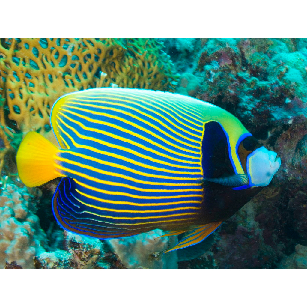 Jual Angel Batman / Emperor Angelfish / ikan hias air laut / Tankmate ...