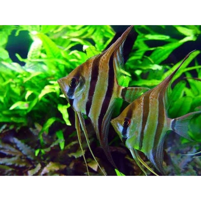 Jual manfish altum | Shopee Indonesia