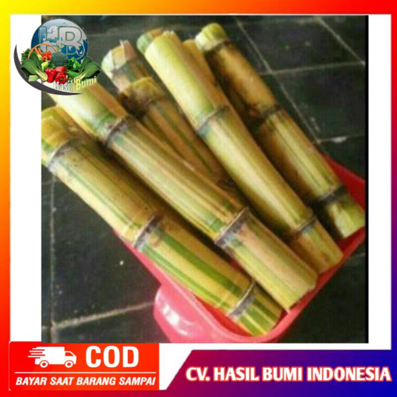 Jual bibit stek batang tebu kuning super isi 5 buah | Shopee Indonesia