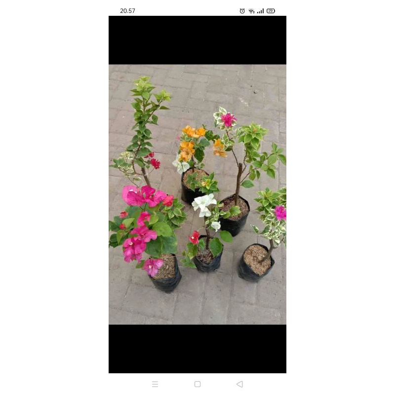 Jual tanaman bogenfile bogenfil 2-4 warna batang tua | Shopee Indonesia
