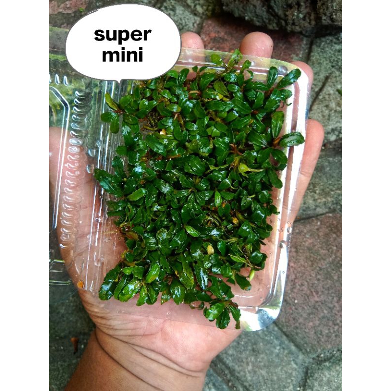 Jual Buce phalandra mini, super mini, medium bucephalandra tanaman ...