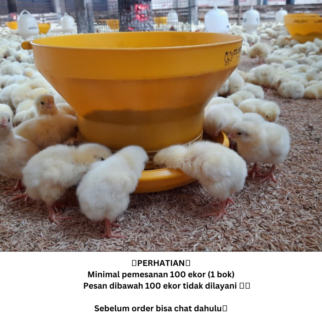 Jual Jual DOC Broiler Super dan Polos untuk Wilayah Jawa dan Sekitarnya ...
