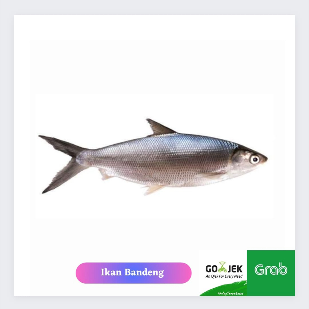 Jual Ikan Bandeng Segar 1Kg | Shopee Indonesia