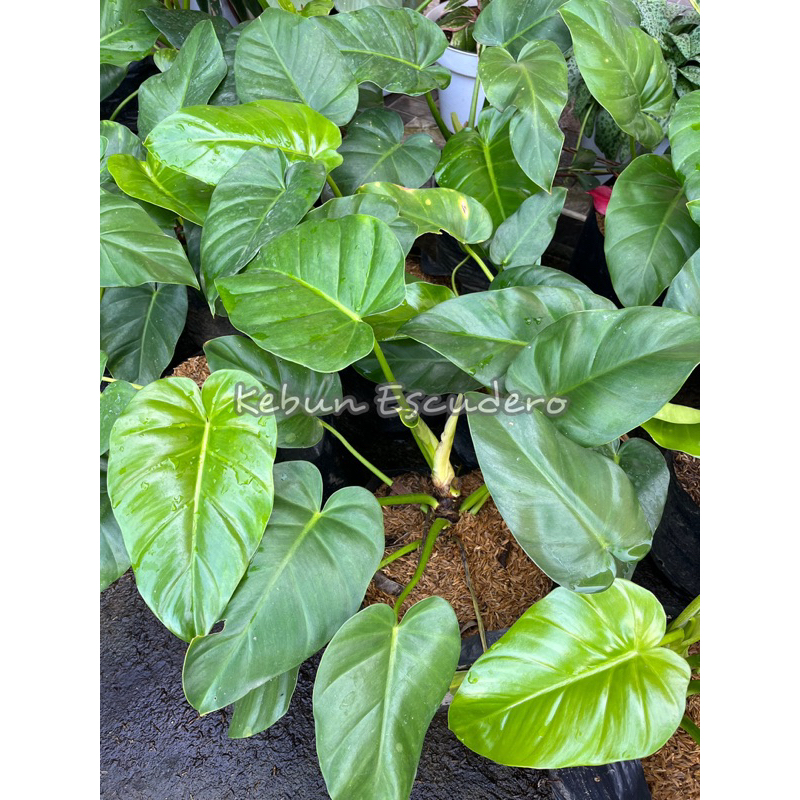 Jual Tanaman Hias Philodendron Marble | Philo Marble | Shopee Indonesia