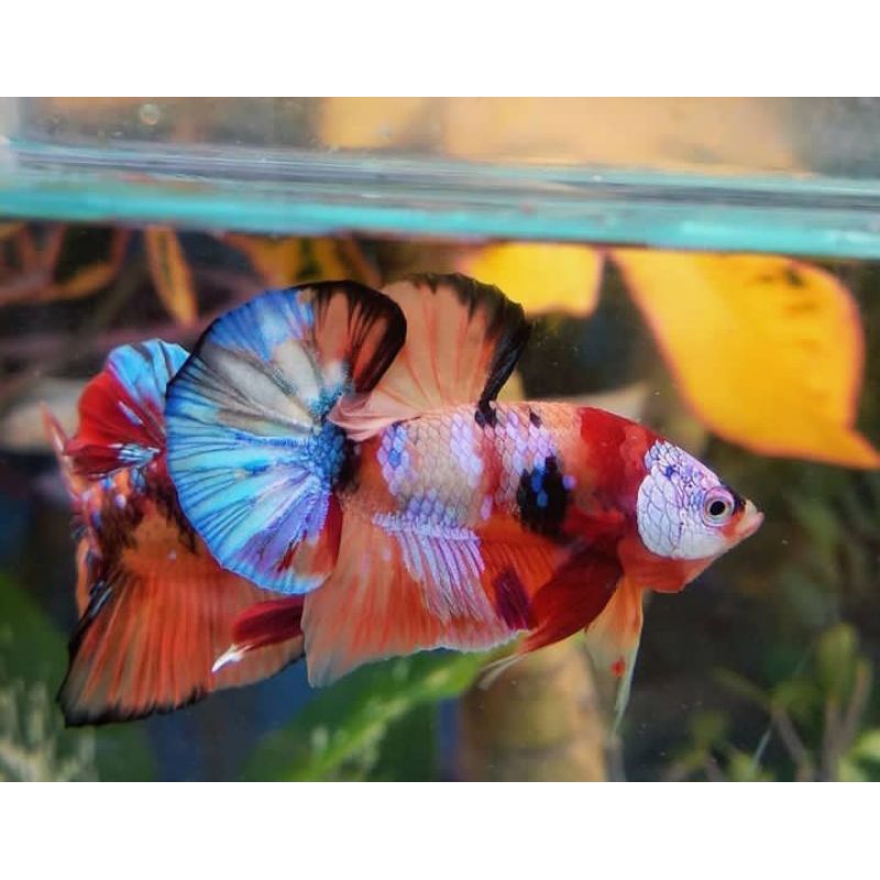 Jual Sepasang cupang nemo galaxy multicollour gold top grade sortiran ...