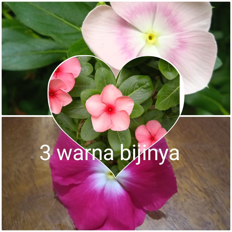 Jual paket bunga dan biji vinca | Shopee Indonesia