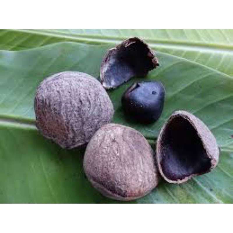 Jual keluwak / kelawak / kluwak bali | Shopee Indonesia